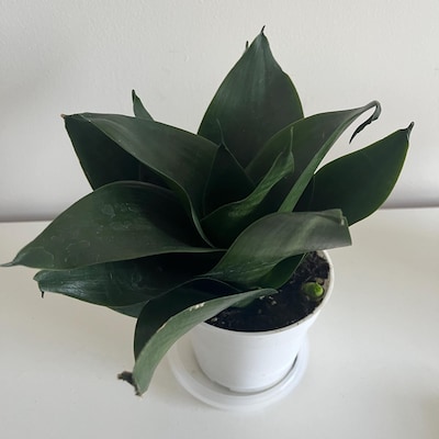 Elliot Planter Speckled Ombré Ceramic Pot in Multiple Sizes - Etsy