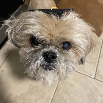 Mini-sized Graduation Cap Cat Hat for Your Cat FREE SHIPPING Add-on ...