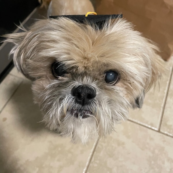 Mini-sized Graduation Cap Cat Hat for Your Cat FREE SHIPPING! Add-on ...