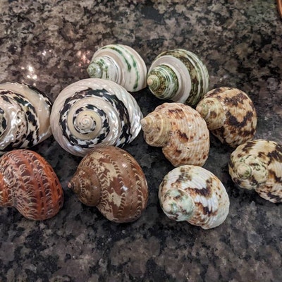 Polished Ribbed Pica I Hermit Crab Shell I Black and White Polished ...