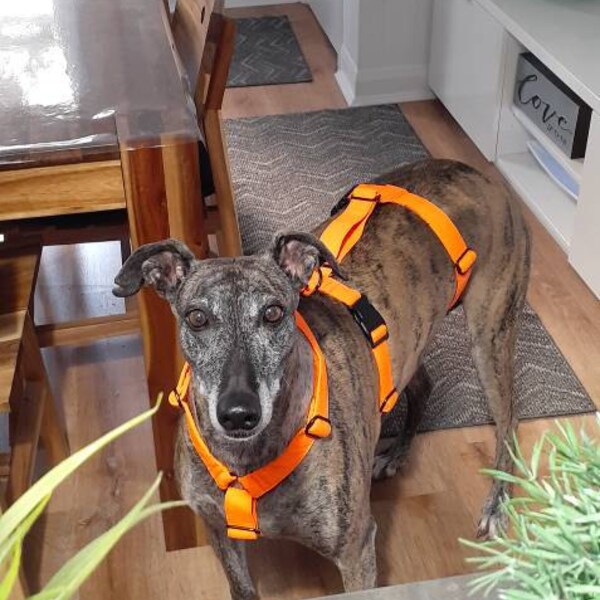 Dog Harness All Neon Like for Greyhound, Whippet, Piccolo, All Breeds ...