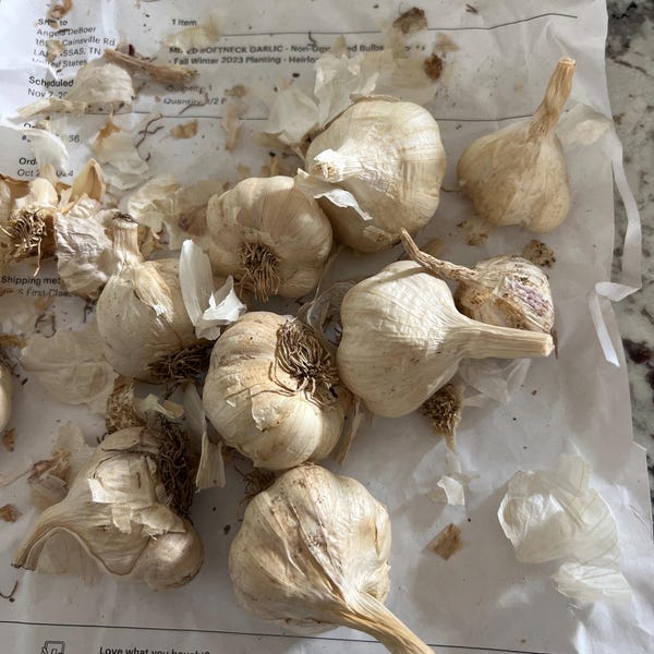 RODERIQUE FRENCH SHALLOT Sets - Non-gmo Bulbs, Garden Seed Shallots ...