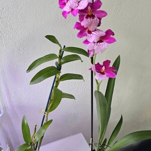 Phal. Tzu Chiang Chrisna Fragrant Smell Like Roses - Etsy