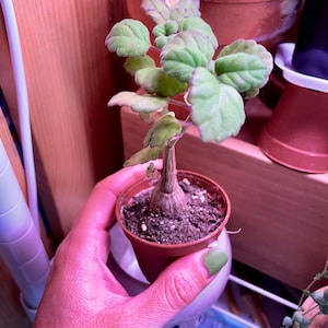 Bonsai Mint plectranthus Ernstii Caudex - Etsy