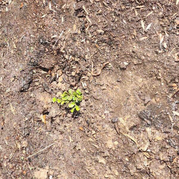 Green Mountain Boxwood Upright Conical Buxus Live Plant Low Maintenance ...