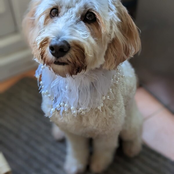 Sparkling Bunny and Chick Frill Dog Collar | Dog Festivities Easter ...