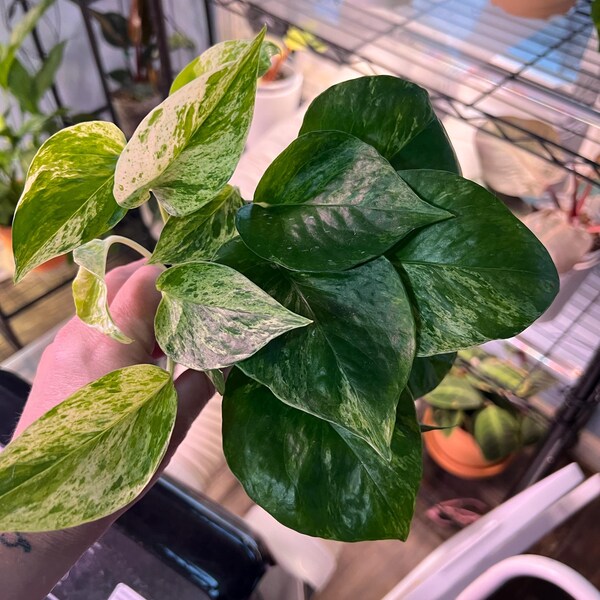 RARE Marble Pothos Cuttings - Gorgeous Variegated Indoor Easy Care ...