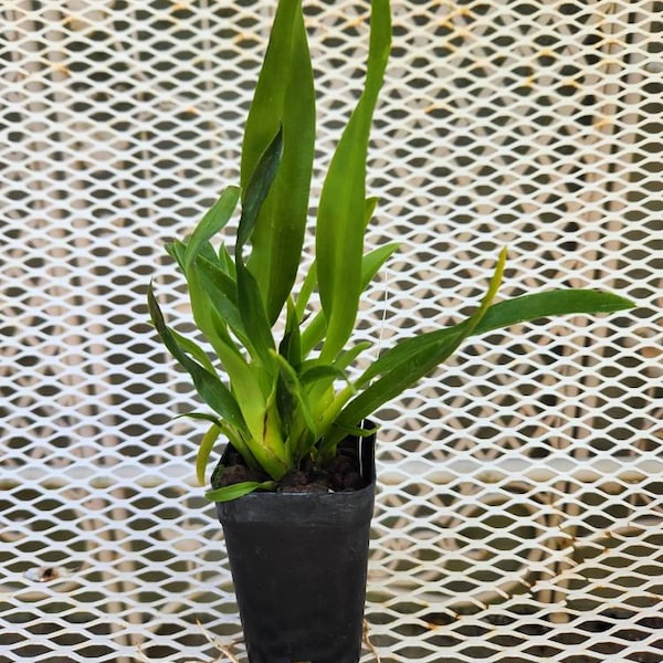 Cattleya Rlc Thongsuphan Gold X Rlc Suvarnabhumi Magic Comes in 4" Pot ...