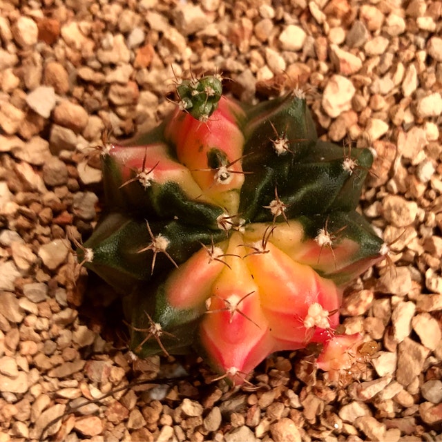 Cactister Making with love Cactus & Succulent by Cactister