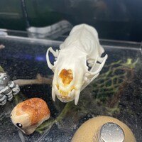 Exquisite Real Mink Skull Bone Specimen After Cleaned and Bleached - Etsy