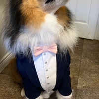 Navy Blue Dog Tuxedo With Blush Bow Tie Dog Wedding Attire Formal Dog Suit English Bulldog ...