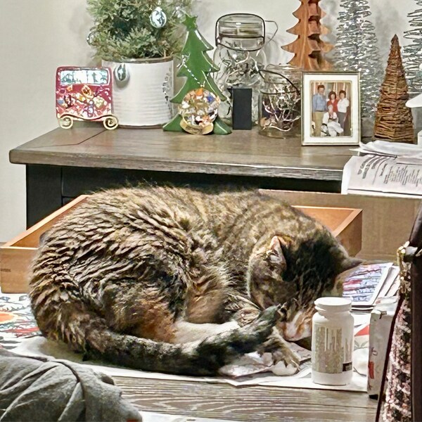 Berry Pie Catnip Filled Cat Toys - Etsy