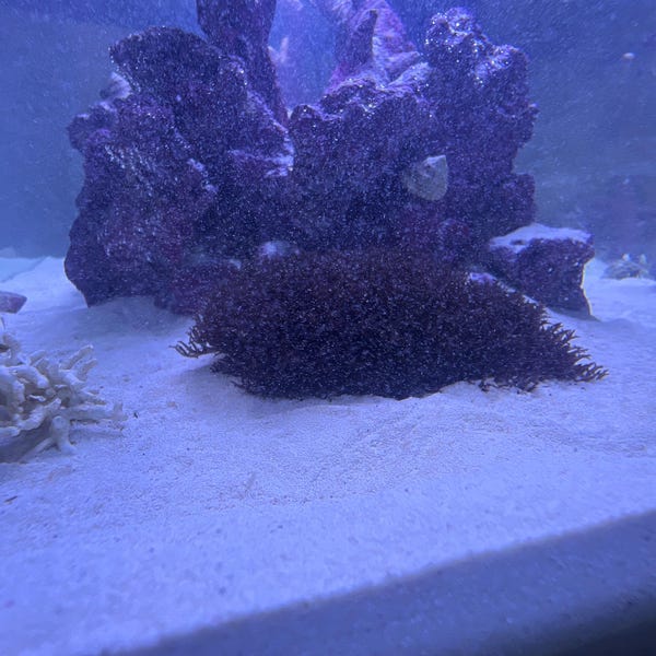 8oz LIVE Coralline Algae 4 Types!!! Start Coralline Algaes Easy - Etsy