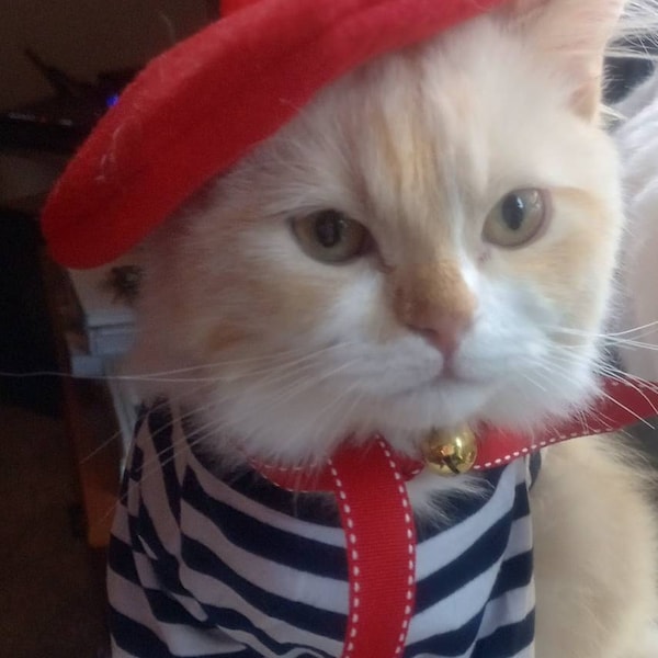 Complete French Cat Outfit- Cat Beret, Ascot and Striped Shirt Pet ...