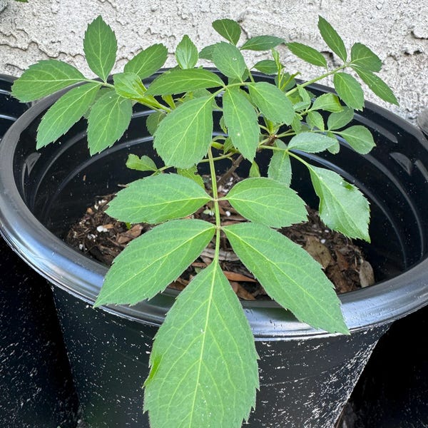 Luna & Moth Food - Sweet Gum Leaves- Liquidambar Styraciflua - Host ...