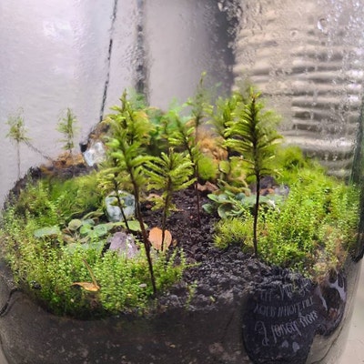 American Tree Moss - Etsy