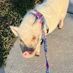Flannel Mini Pig Harness You Choose Fabric - Etsy