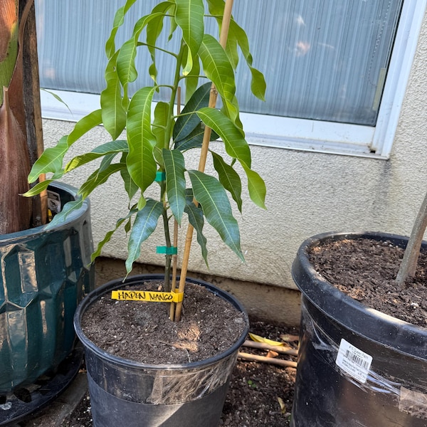 Cat Saigon Thai Mango TREE GRAFTED (2-4 Feet Tall). Ship to All States ...
