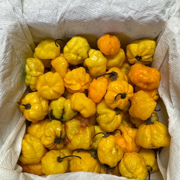 Whole Fresh Scotch Bonnet Peppers. Fresh Pods of Genuine Scotch Bonnets ...