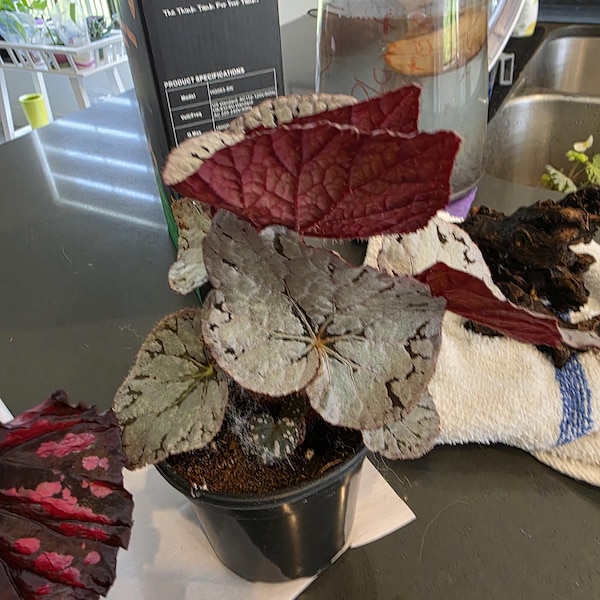 Live House Plant Bloom Fuchsia African Violet Harmony’s ‘vat Real Life ...