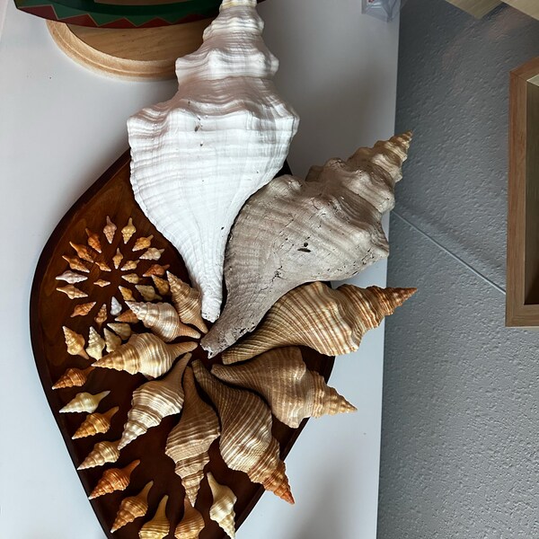 Large Specimen Grade 63.1mm CONUS Regius Royal, Crown Cone SEASHELL JB ...