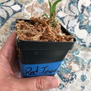 Cattleya Chief Gem, Red Jewel, Red Flower, Wood Mount (30 DAYS Healthy ...