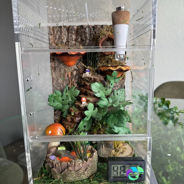 Jumping Spider Enclosure 5x5x9 Spider House, Spider Tank, Spider ...