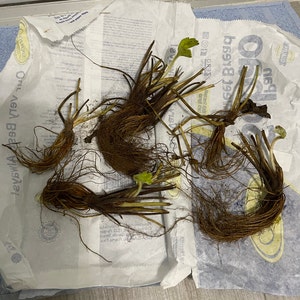 Golden-raspberry-plant-anne-non-gmo-buy-3-get-1 - Etsy