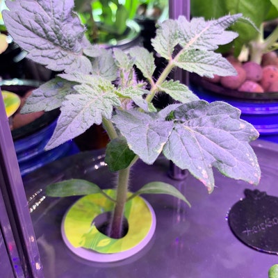 Micro-tom Tomato Seeds Organic - Etsy