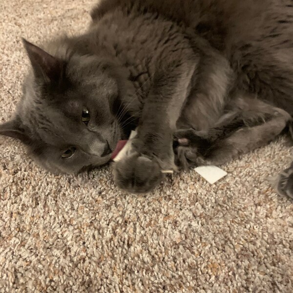 3 Catnip Tea Bags, Catnip Toys, Cat Supplies, Pet Supplies, Pet Toys - Etsy