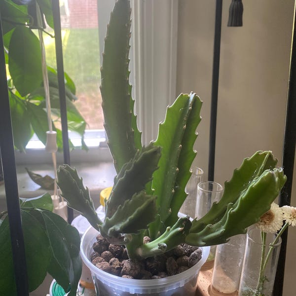 Essence Rice Milk Shampoo, All in One Shampoo Bar, Jasmine Rice Water ...