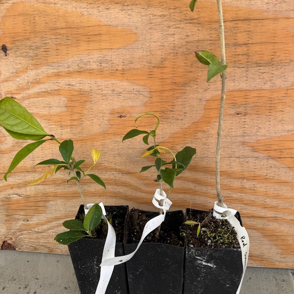 Delaware Seeded Grape Plant デラウエア 玫瑰露葡萄 - Etsy