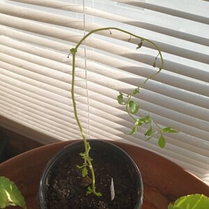 Fraxinus Pennsylvanica, Green Ash Tree Seedling - Etsy