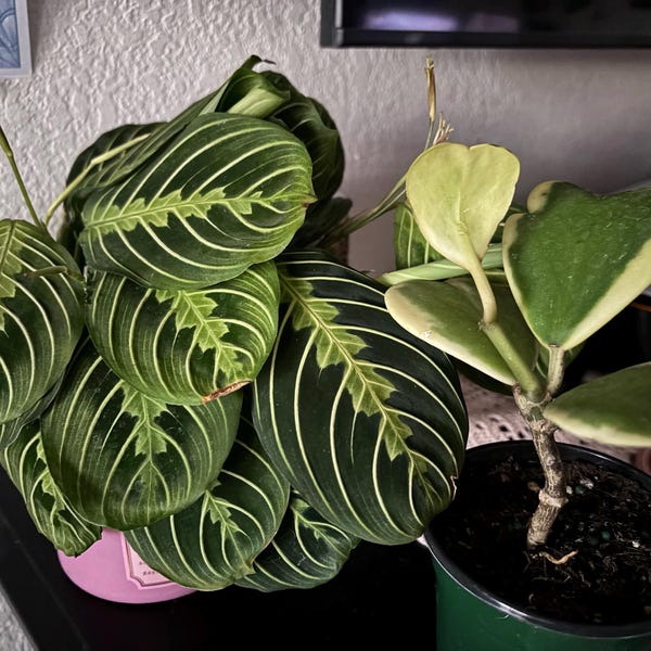 Calathea Lemon Lime Maranta Live Plant | Prayer Plant Maranta ...