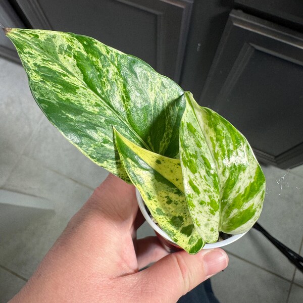 Carnival Pothos Teruno Series Epipremnum Aureum Carnival Terunoworld ...