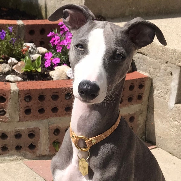 Cork ID Tag Collar- Colour Options Available - Etsy