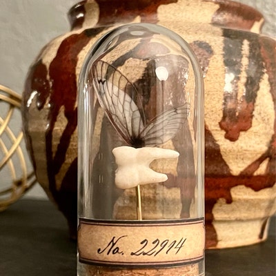 Specimen No 22914 the Tooth Fairy Mini Display Dentist Dental Oddity ...