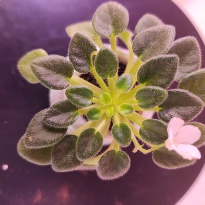 Micro Mini African Violet Teeny Bopper - Etsy