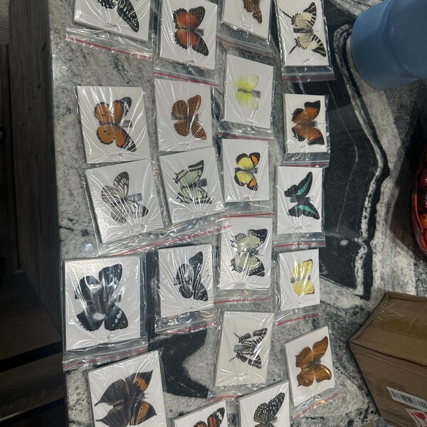 Personalized Butterfly Specimen, Custom Base Engraved Butterfly ...