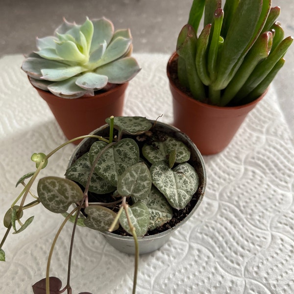 Small Succulent Plants • Random Succulents • 5cm Pots • Open Terrarium ...