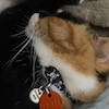 Cat Tag Leather Tag Silent ID Tag Personalized Cat Tag - Etsy