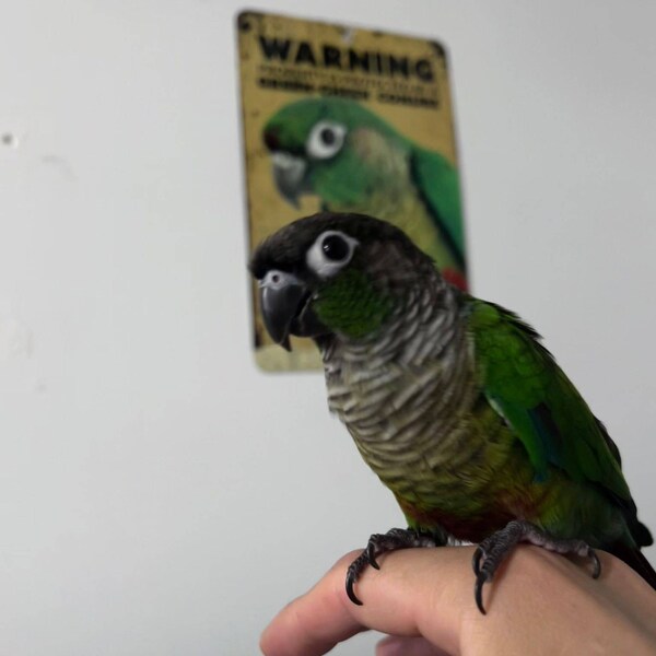 Warning Green Cheek Conure Sign | Parrot Warning Sign | Green Cheek ...