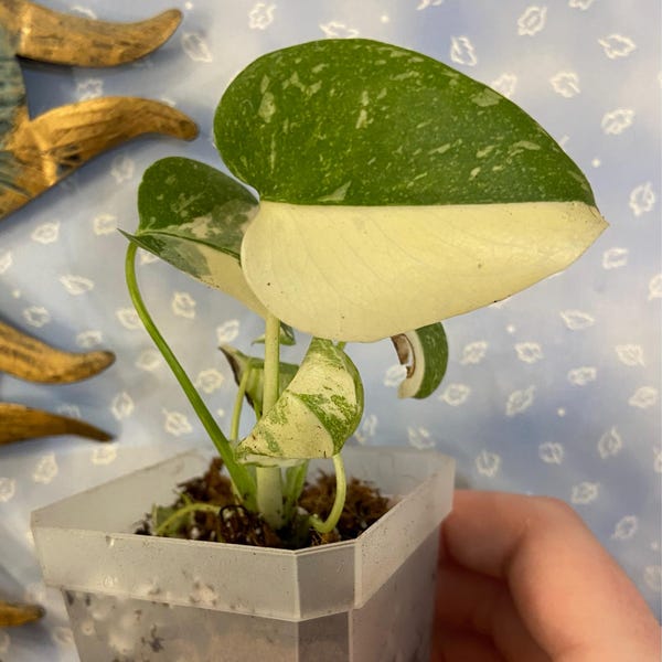 Monstera Legacy Starter Plant (ALL STARTER PLANTS Require You to ...