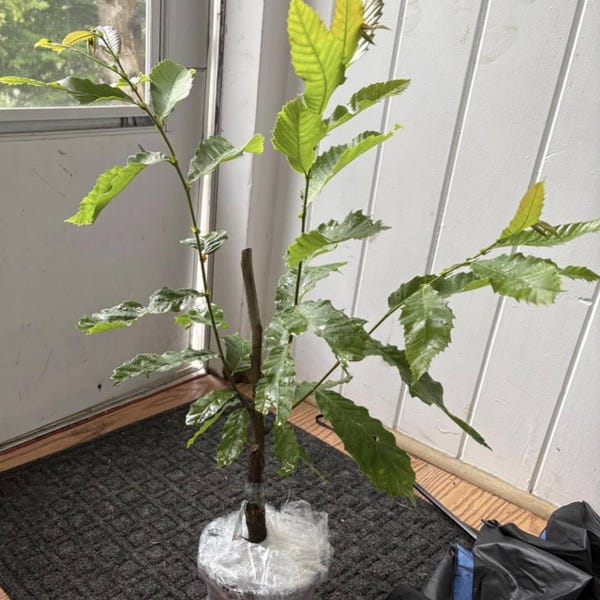 Spring Valley Baxi， Orange Needle Japanese Spider Chrysanthemum 1.5 ...