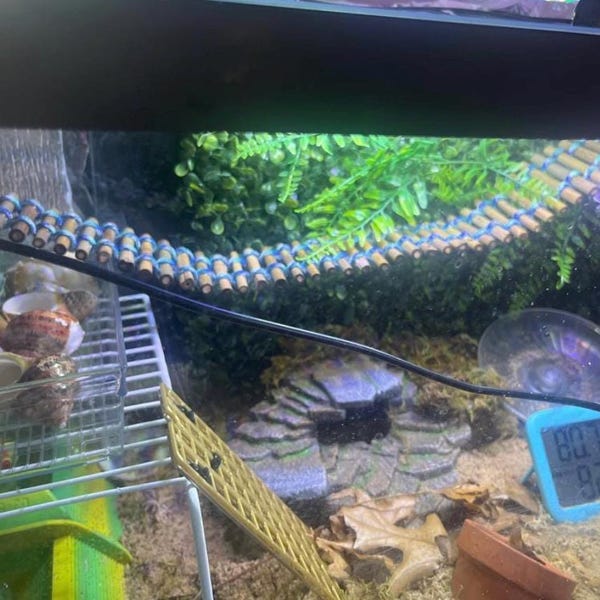 Bamboo Bridge - 2.5" Width - (perfect for Young Crested Geckos, Tree ...