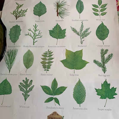 Smokey Bear Tree ID Poster - Etsy