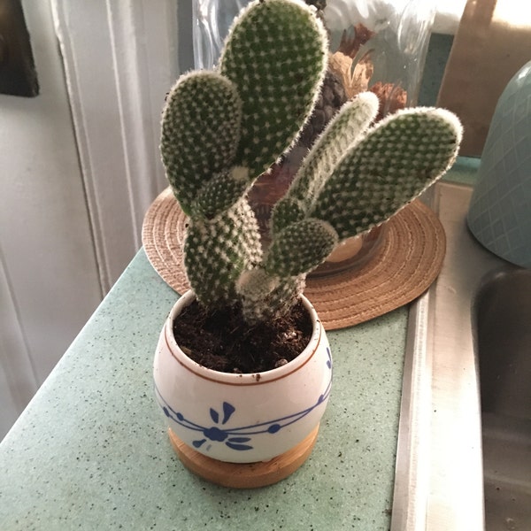 Small Cactus Plant. White Angel Wing Cactus. Also Called White Bunny ...