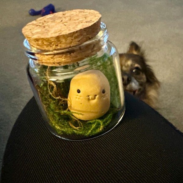 Adopt a Mini Rock Desk Pet - Etsy