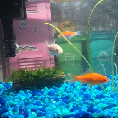 5 Indian Almond Leaves Nano, 5 Filao Cones & 10 Alder Cones Package for ...