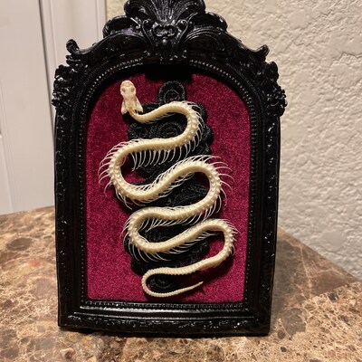 Snake Skeleton Framed, Black & Burgundy real Snake Skeleton Framed ...